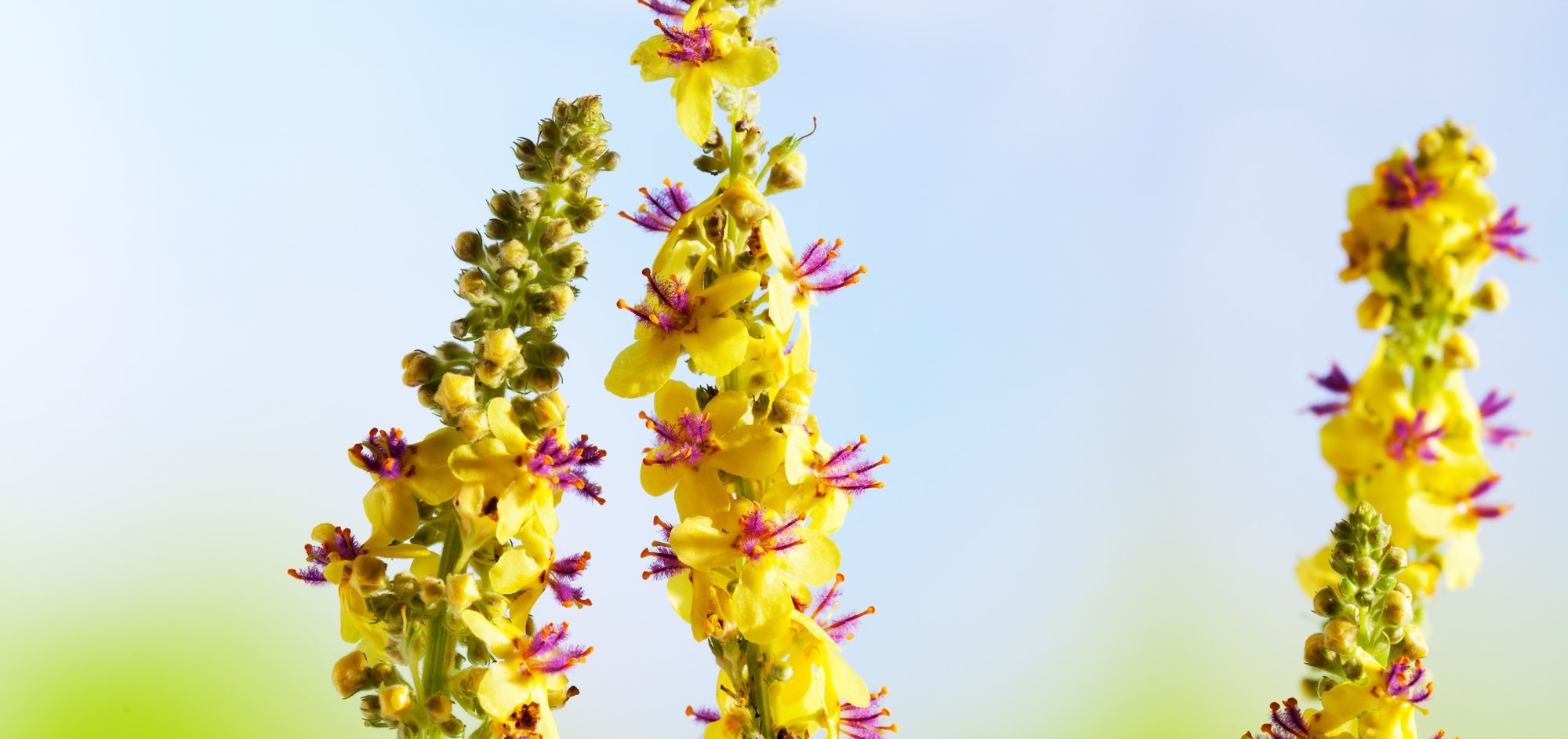 Agrimony — o floral que revela e apazigua o sofrimento interior ...