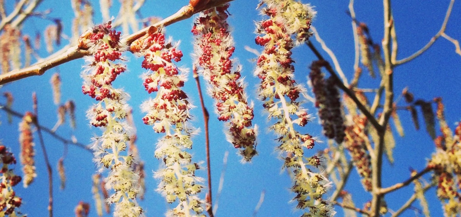 Aspen - um floral para quem tem medo do desconhecido - WeMystic Brasil
