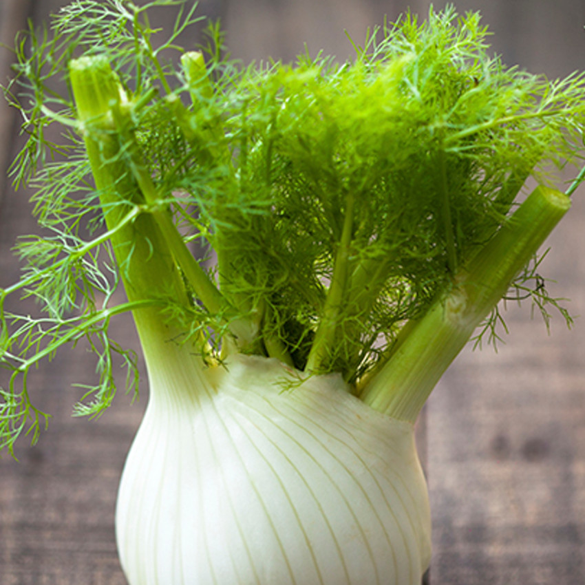 Descubra como o Funcho pode beneficiar sua saúde através da Ayurveda ... Descubra como o Funcho pode beneficiar sua saúde através da Ayurveda ...