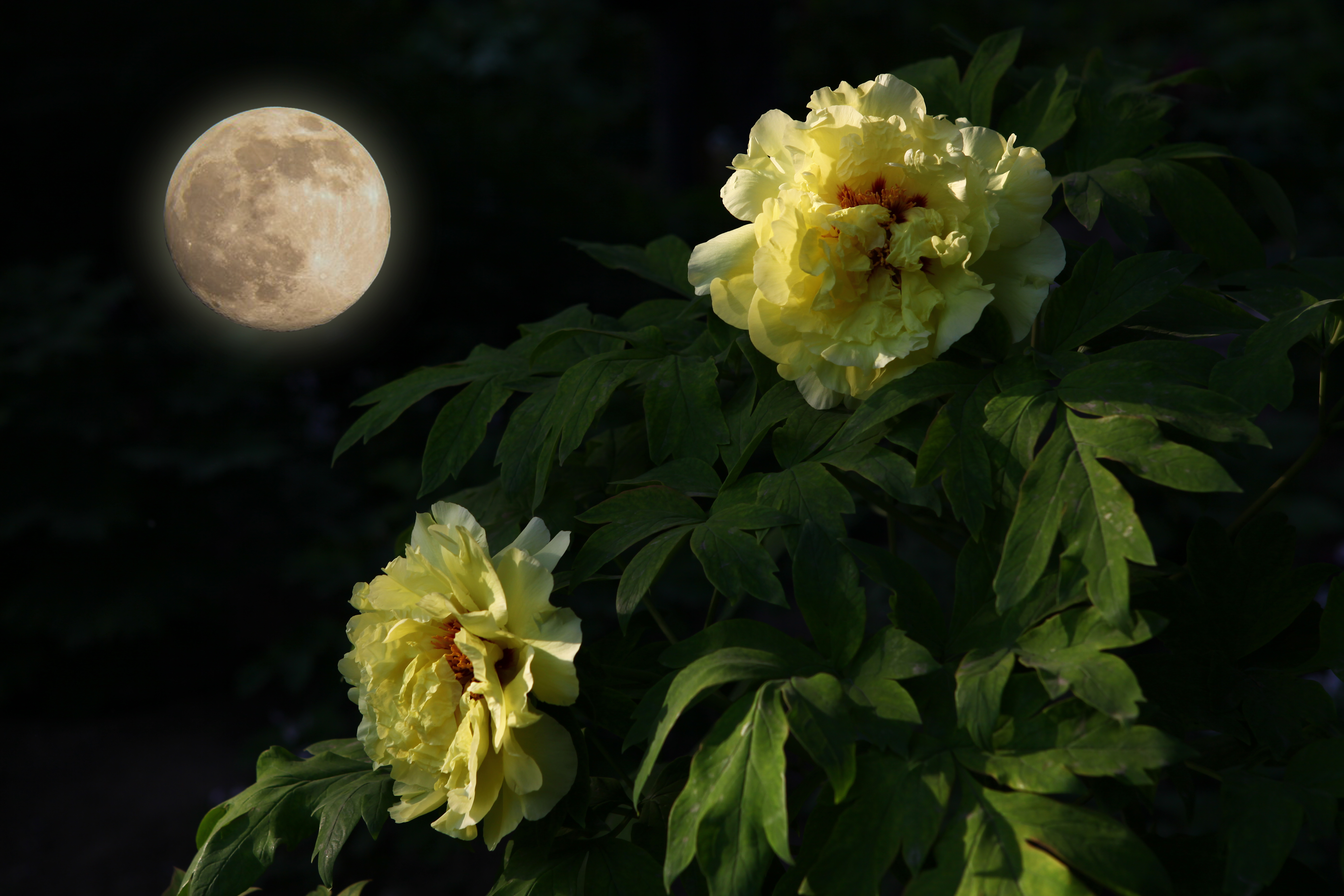 Ritual da Lua Minguante para desapegos e transformações - WeMystic Brasil